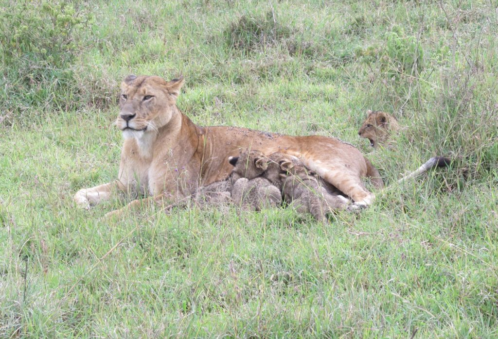 Document Imaging Toolkit - UniSoft Imaging