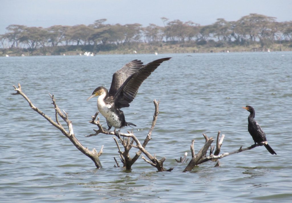 Document Imaging Toolkit - UniSoft Imaging